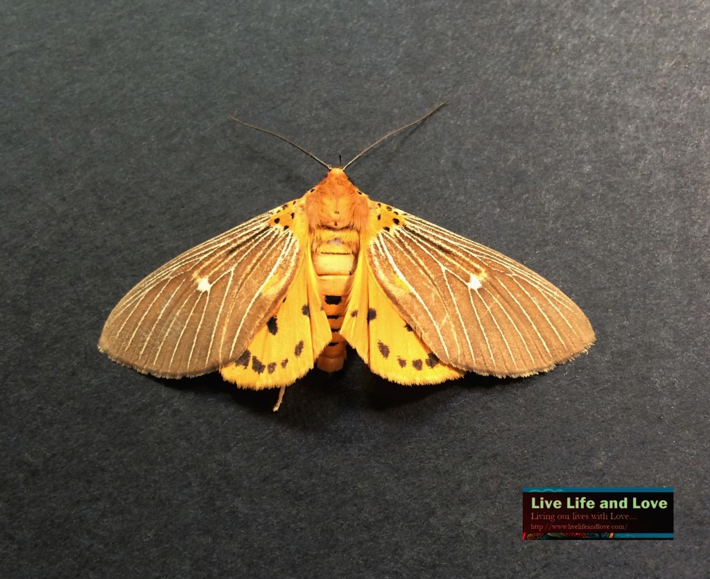 GARDEN TIGER MOTH | Live Life and Love