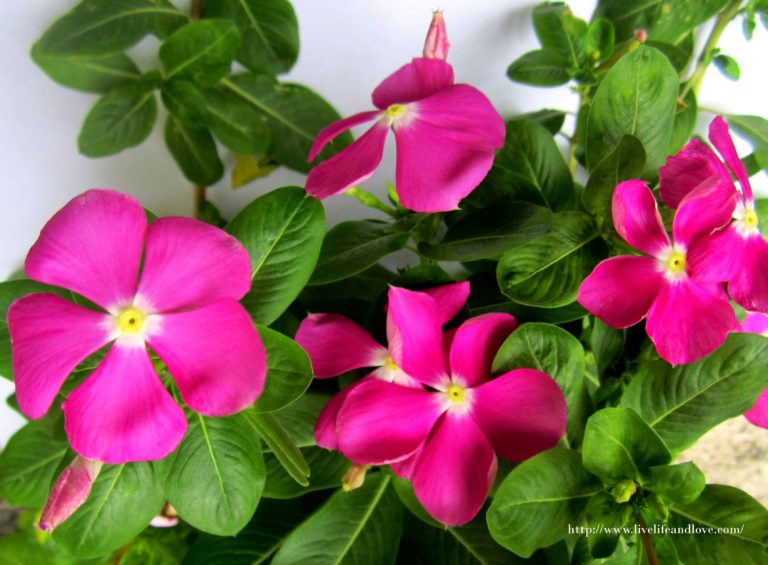 The Beautry of Vinca Periwinkle | Live Life and Love