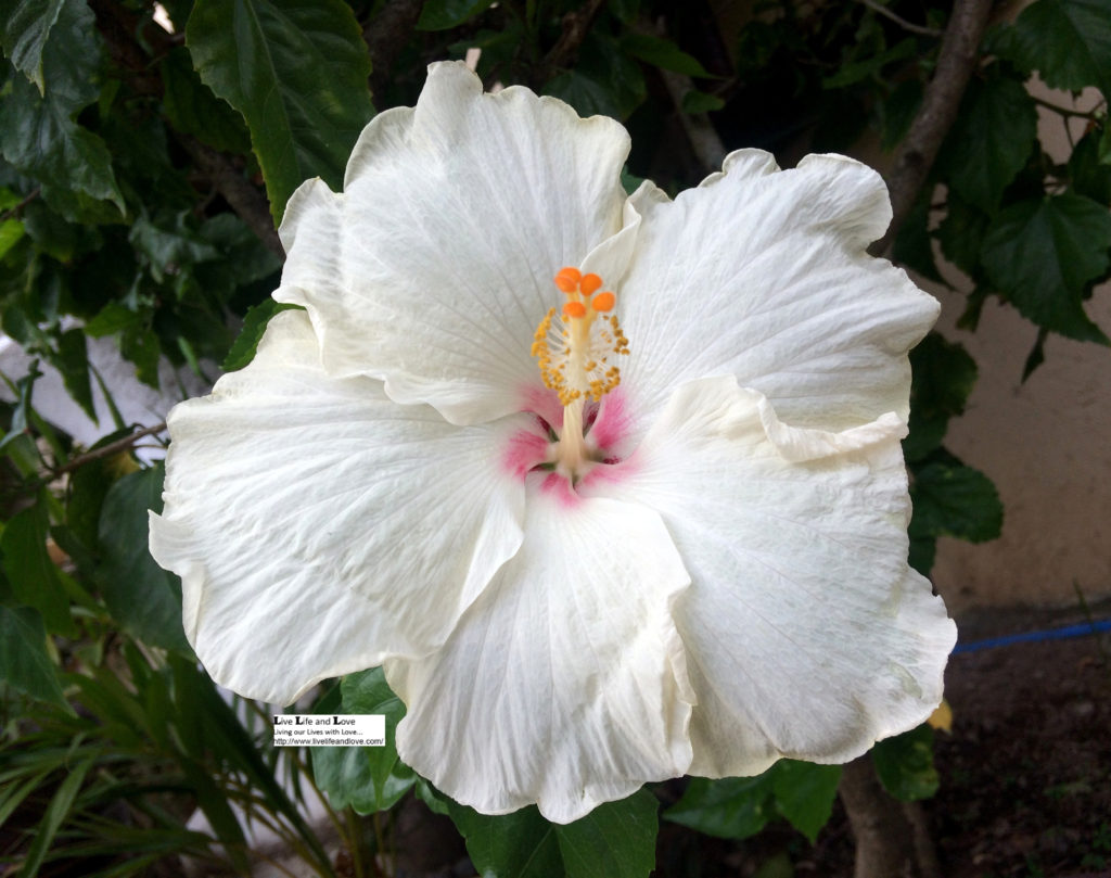 White Gumamela flower | Live Life and Love