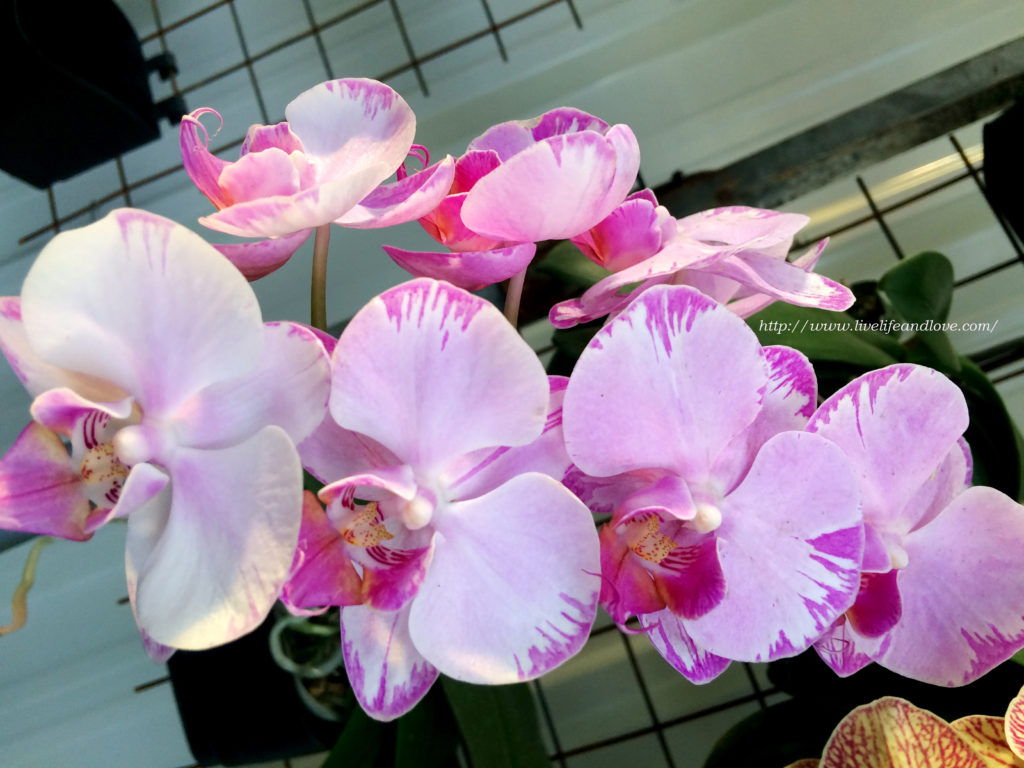 Queen of Philippine orchids | Live Life and Love