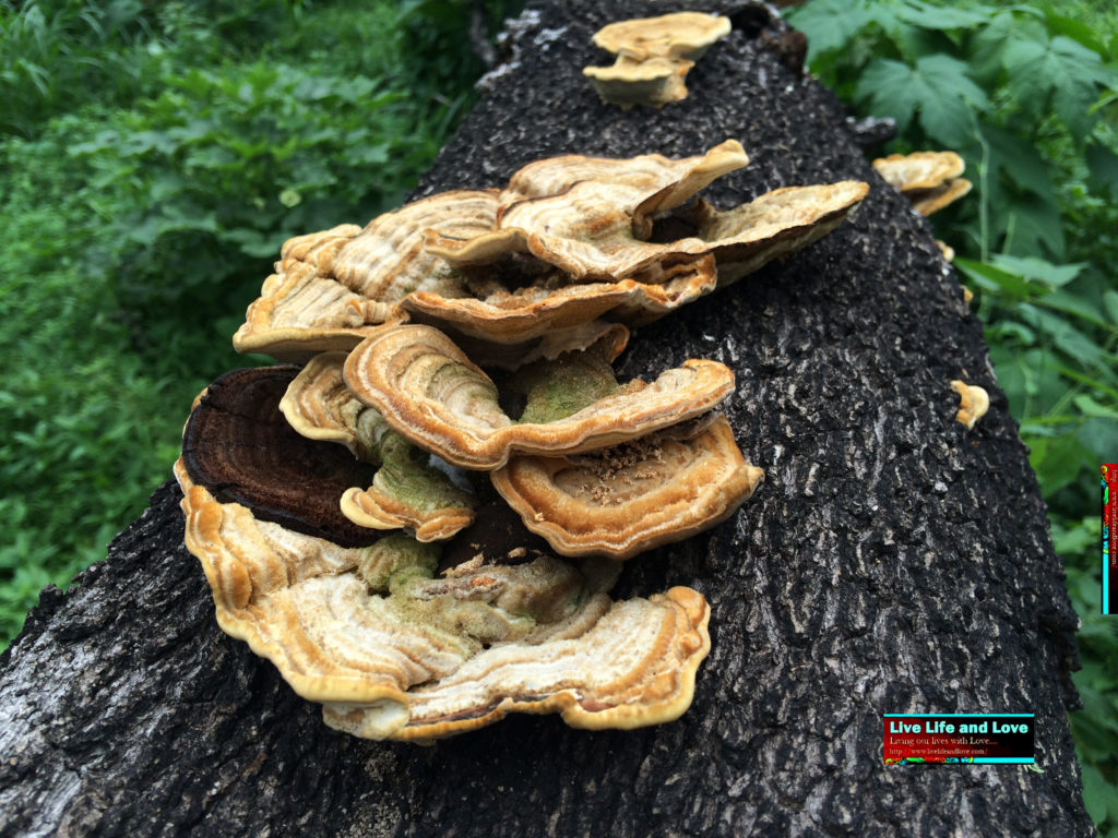 Wood Decay Wood Fungus | Live Life and Love