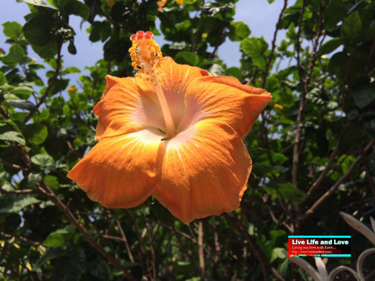 ''Gumamela in the Philippines | Live Life and Love
