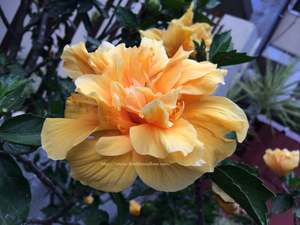 Best Pictures of Double Flowering Rosa Sinensis 1 | Live Life and Love