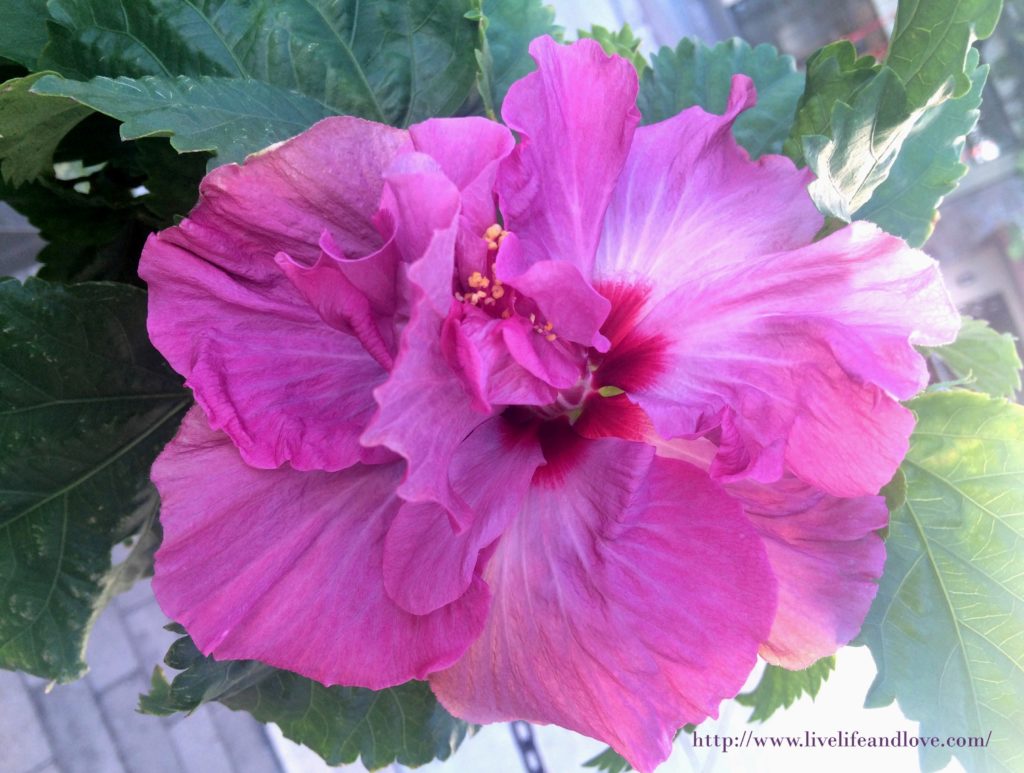 Best Pictures of Double Flowering Rosa Sinensis 17 | Live Life and Love