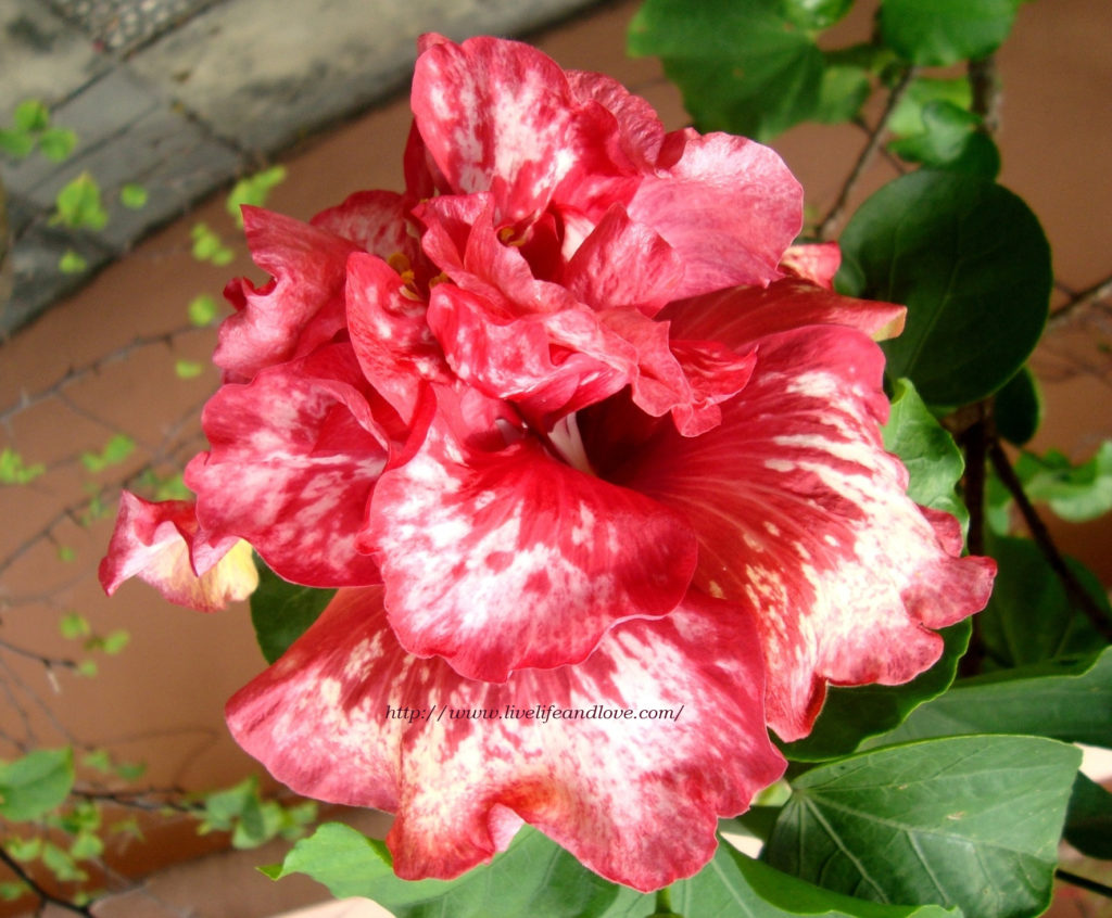 Best Pictures of Double Flowering Rosa Sinensis 2 | Live Life and Love