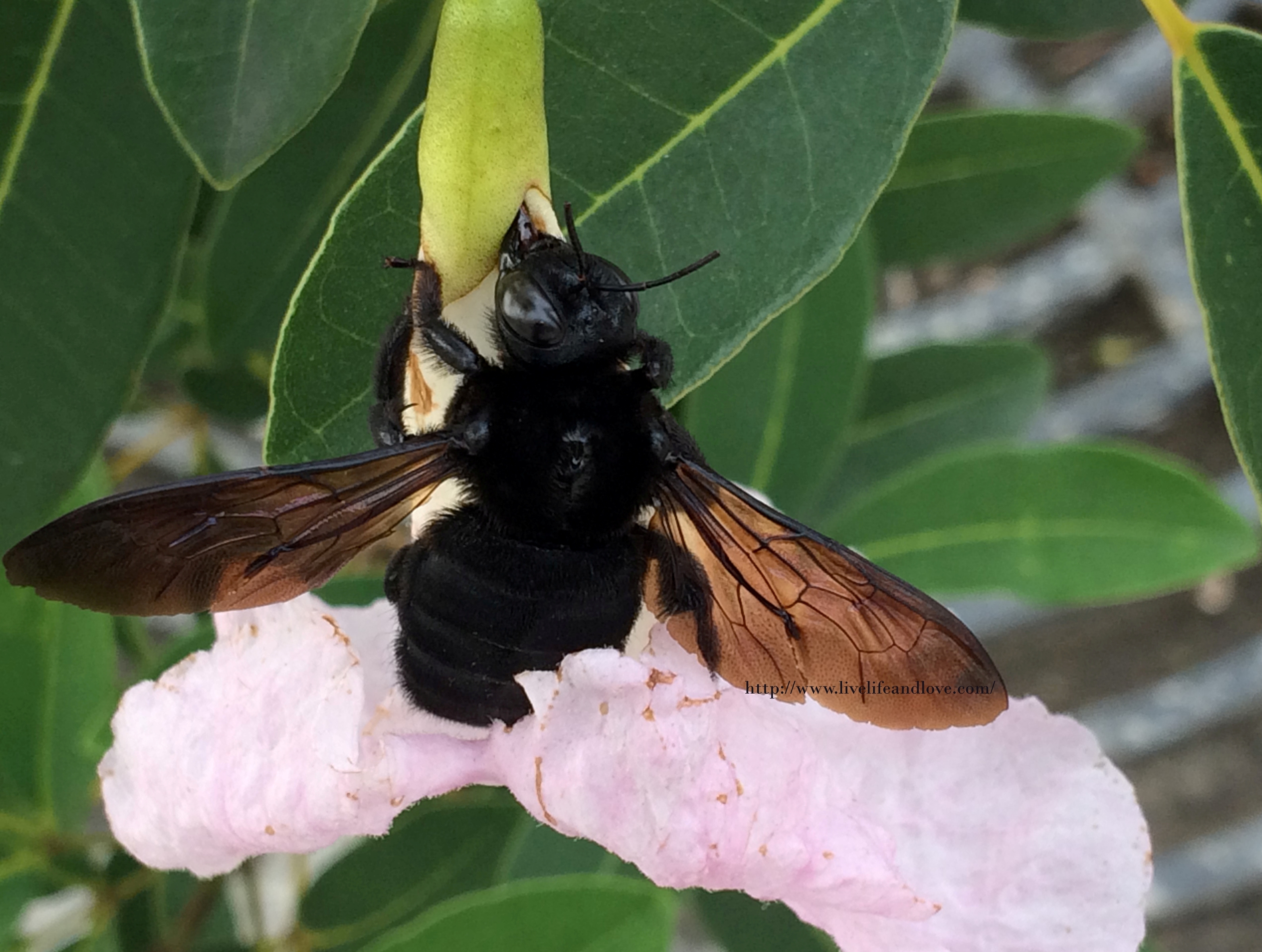 Bees in the Philippines | Live Life and Love