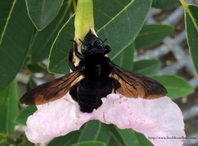 Bees in the Philippines | Live Life and Love