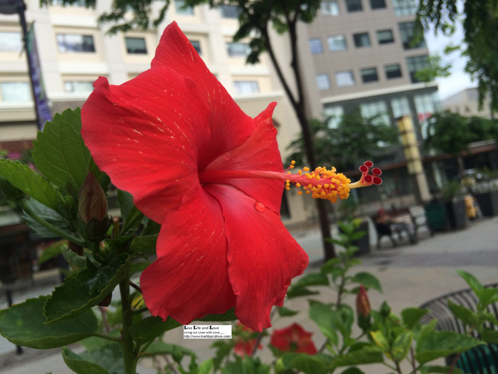 ''Gumamela in the Philippines | Live Life and Love