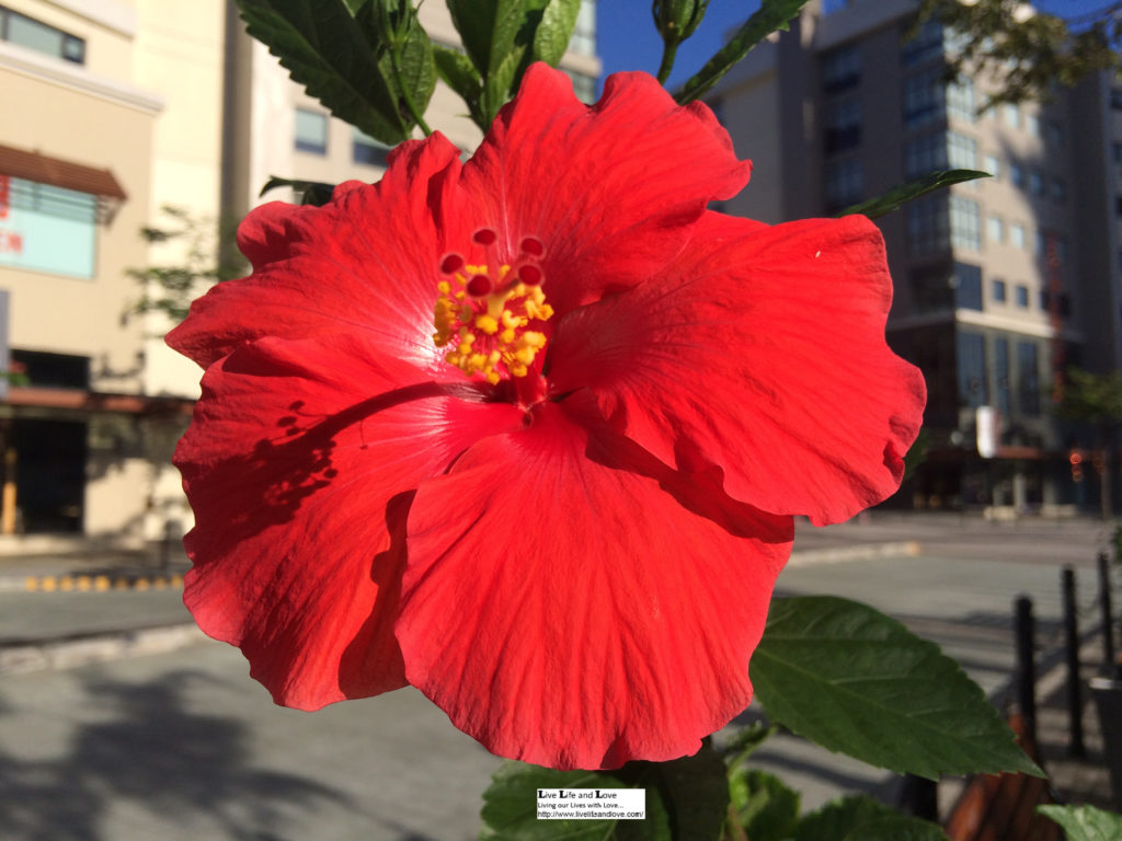 Hibiscus Rosa-Sinensis or Gumamela flower | Live Life and Love