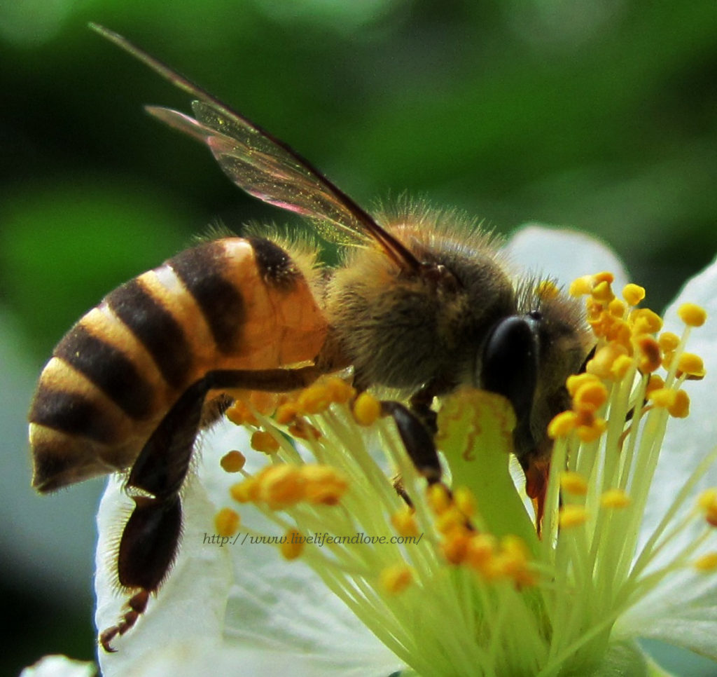 Bees in the Philippines | Live Life and Love