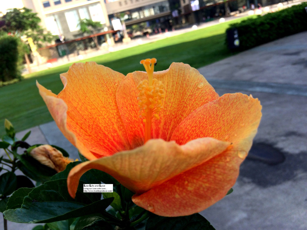 ''Gumamela in the Philippines | Live Life and Love