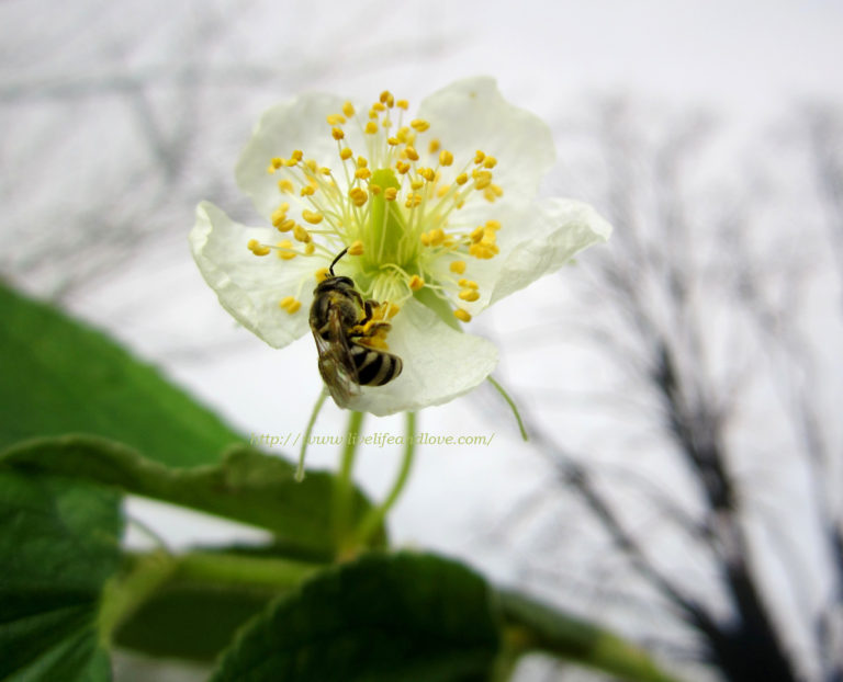 Bees in the Philippines | Live Life and Love