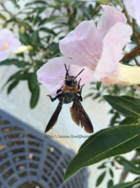 Bees in the Philippines | Live Life and Love