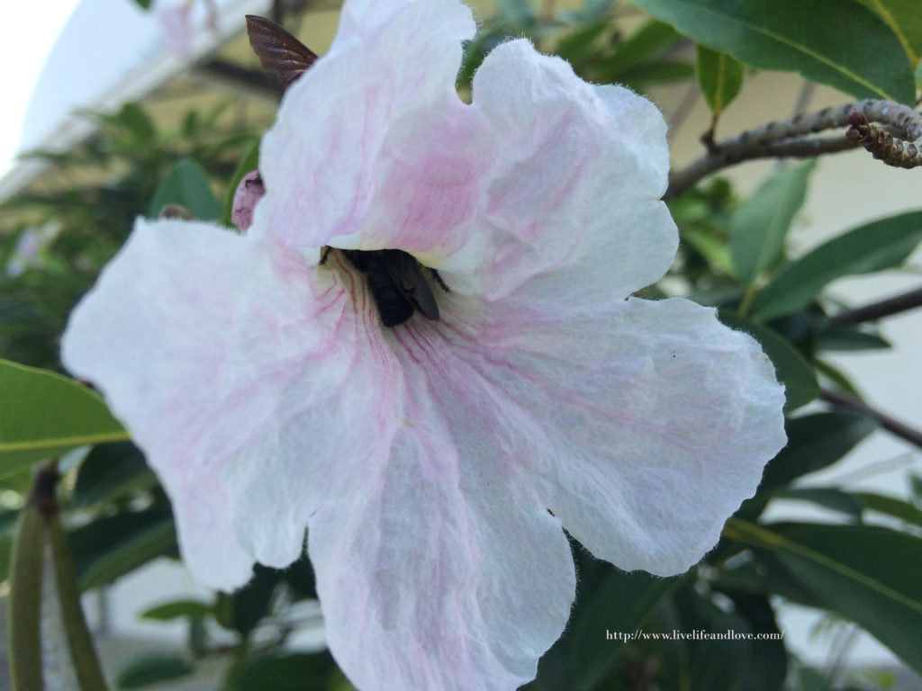How do Carpenter bees Pollinate Flowers? | Live Life and Love