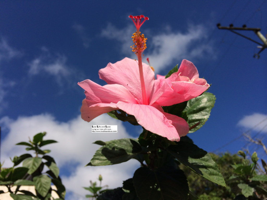 ''Gumamela in the Philippines | Live Life and Love