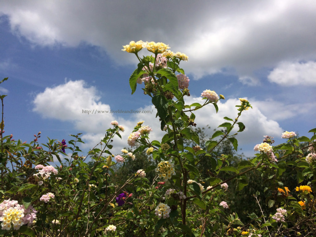 Stunning flowers | Live Life and Love