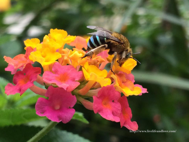 8 Beautiful Photos of Blue Banded Bees | Live Life and Love