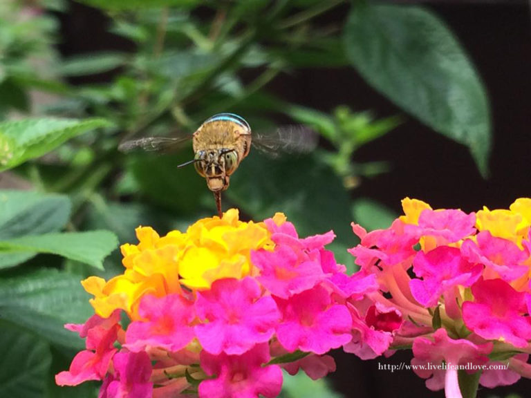 8 Beautiful Photos of Blue Banded Bees | Live Life and Love