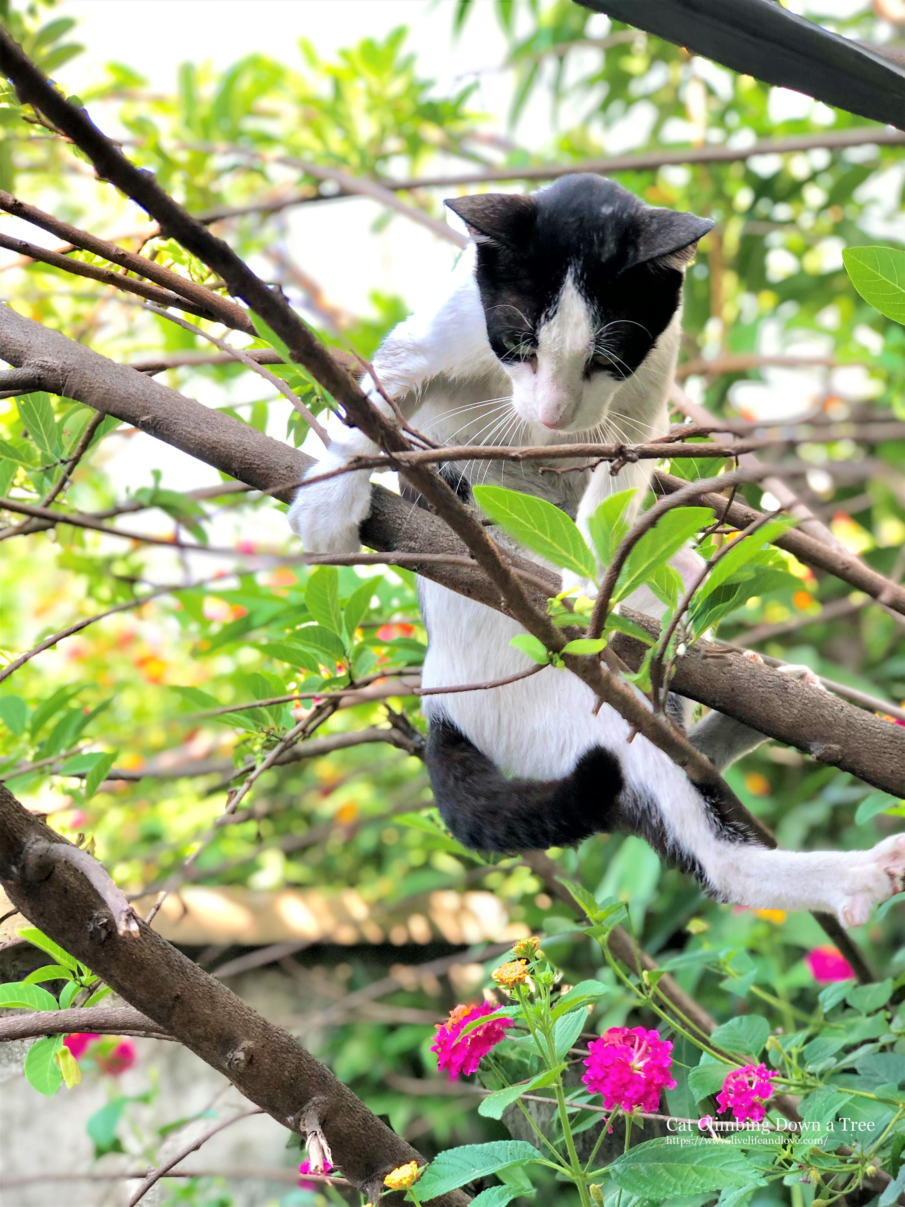Cat Climbing Down a Tree | Live Life and Love