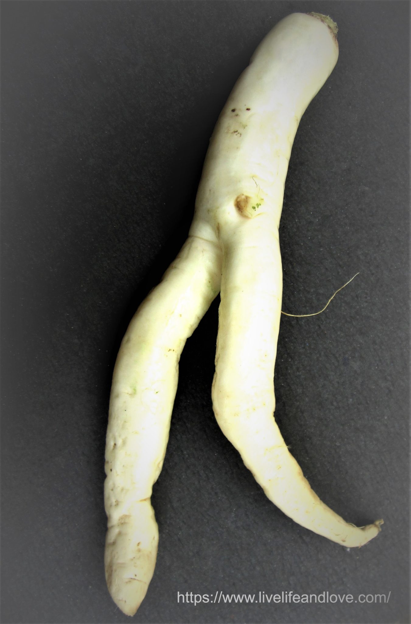 Weird-Shaped Radish | Live Life and Love
