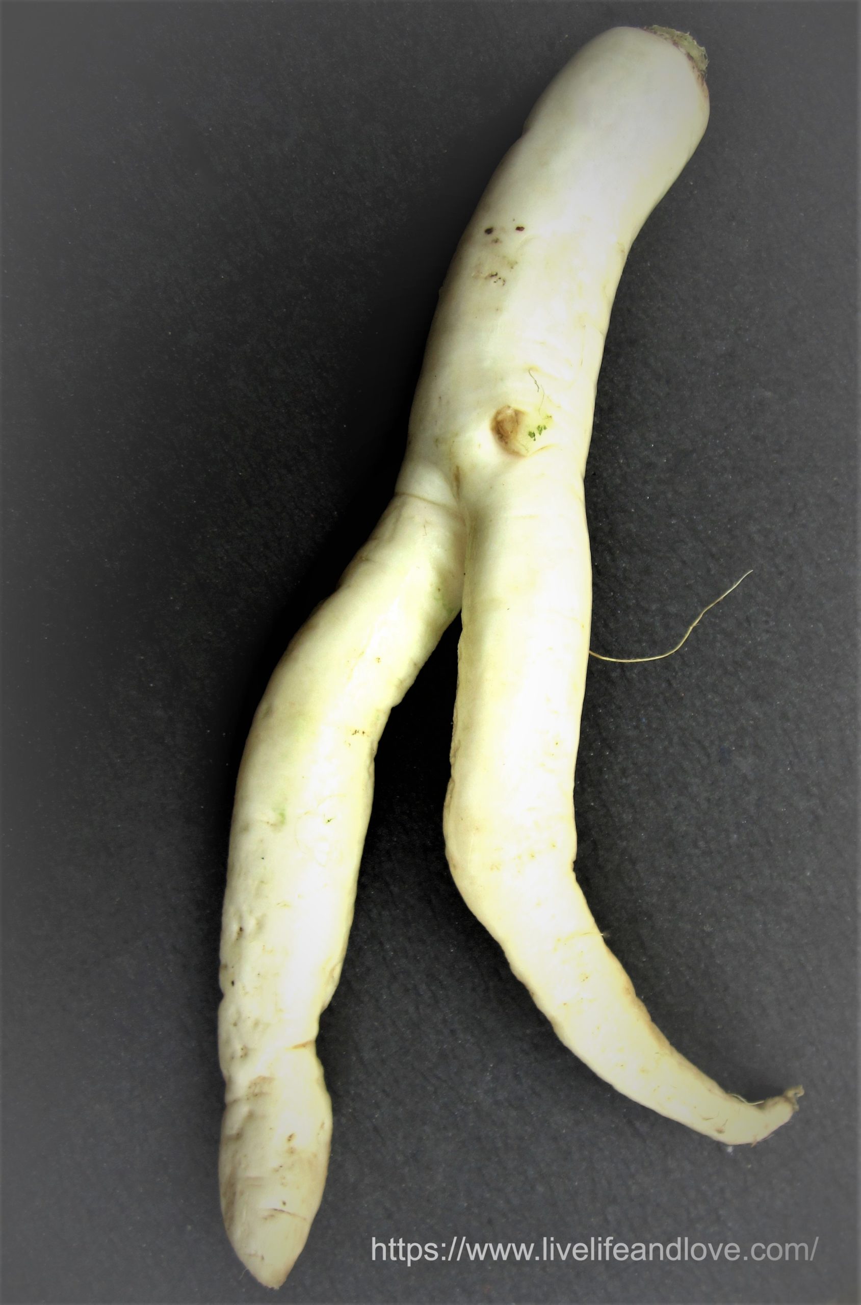 Weird-Shaped Radish | Live Life and Love