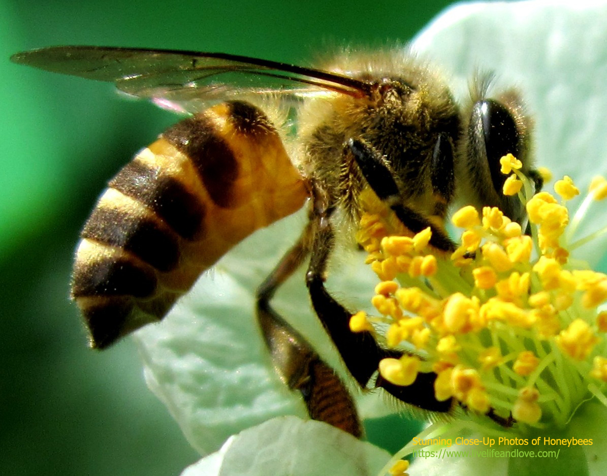 Stunning Close-Up Photos of Honeybees | Live Life and Love