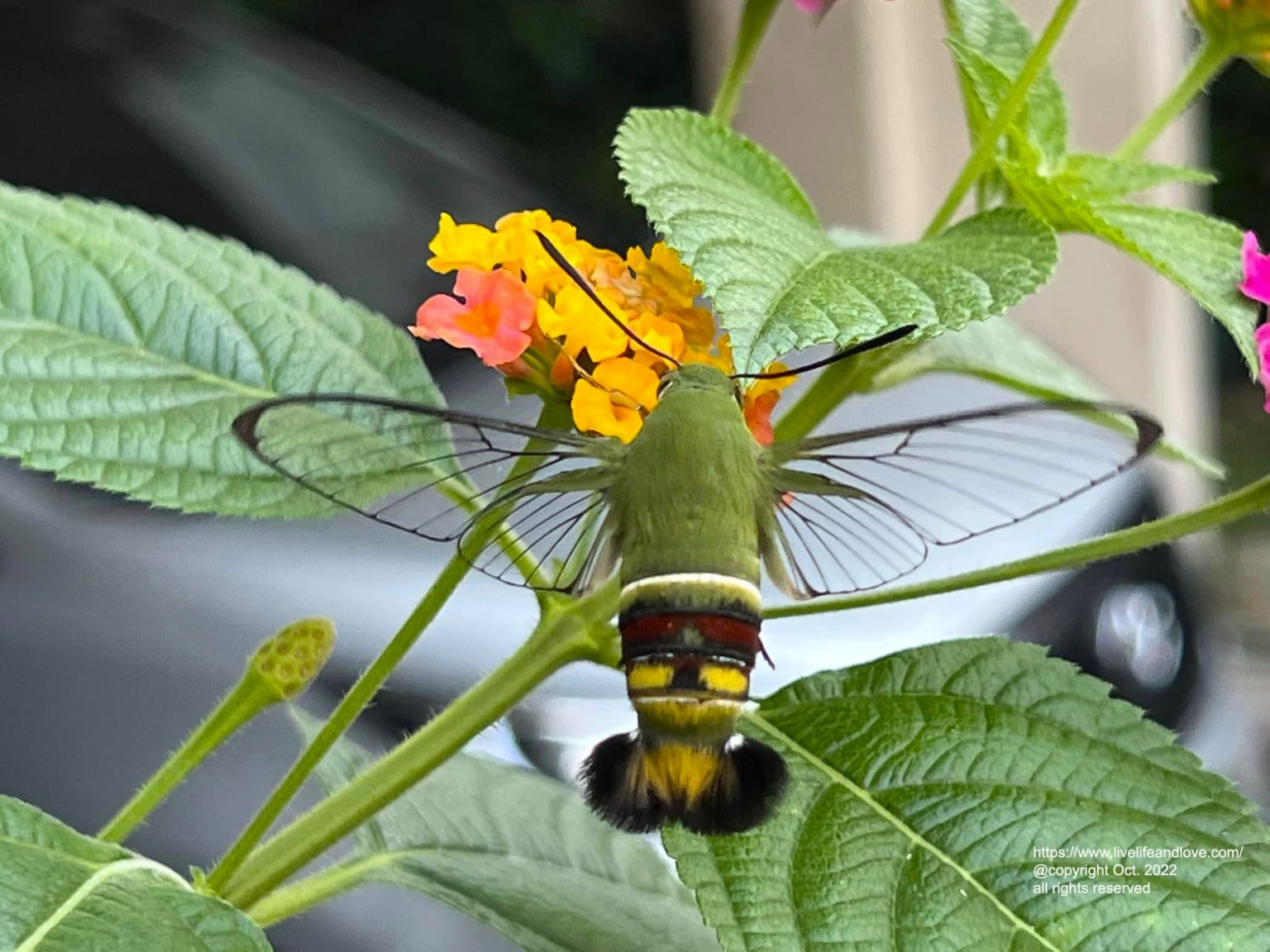 Clearwing Hummingbird Moth | Live Life and Love