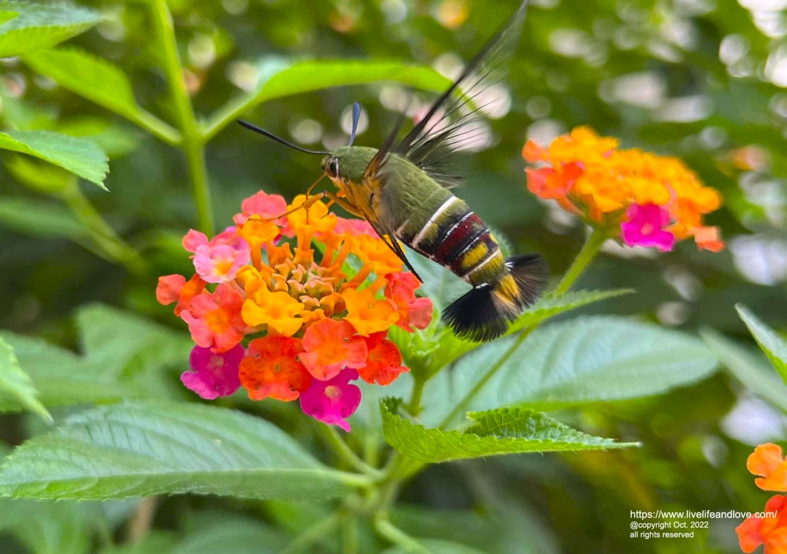 Clearwing Hummingbird Moth | Live Life and Love